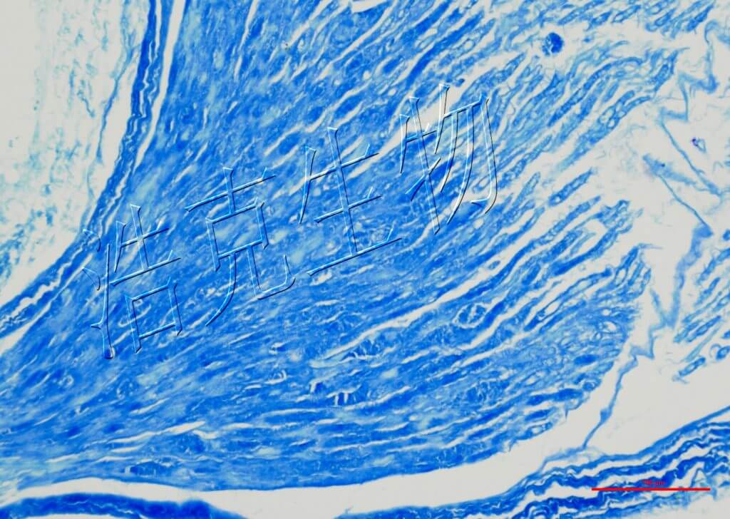 LFB髓鞘染色-杭州浩克生物