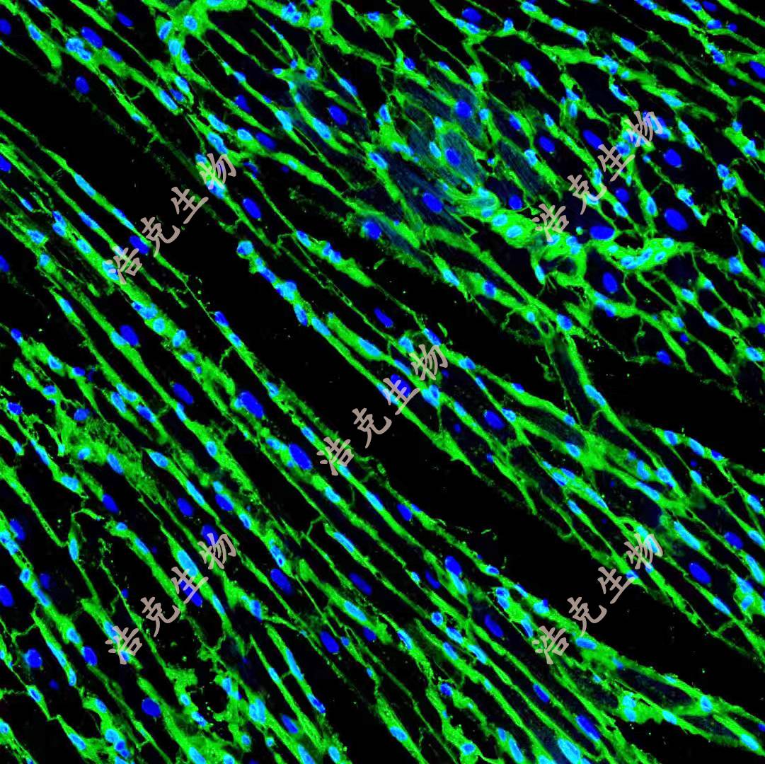 WGA荧光染色-杭州浩克生物