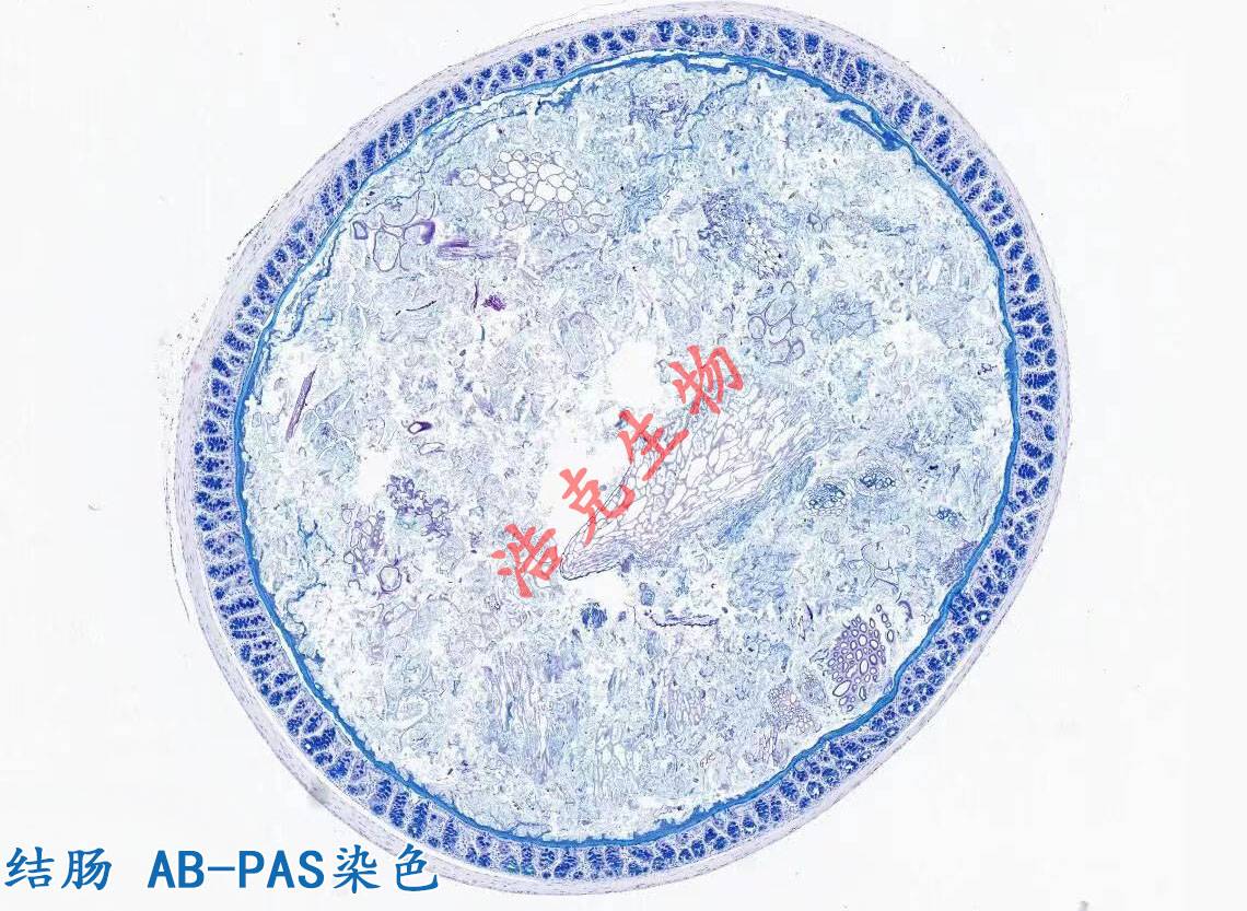 AB-PAS染色-杭州浩克生物