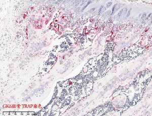 Trap染色-杭州浩克生物